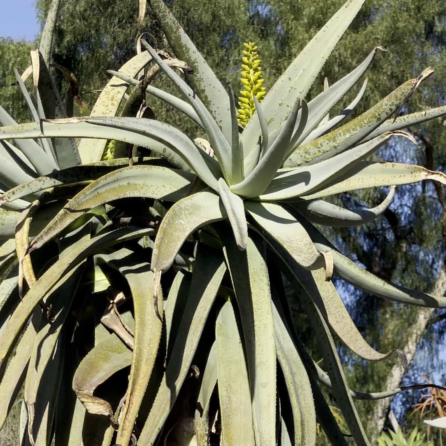 Aloes: Aloe dichotoma